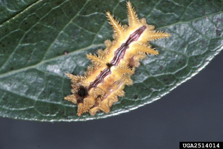 spiny oak slug, Euclea delphinii (Lepidoptera: Limacodidae) - 2514014