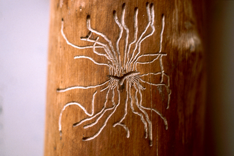 ash bark beetle (Hylesinus varius)