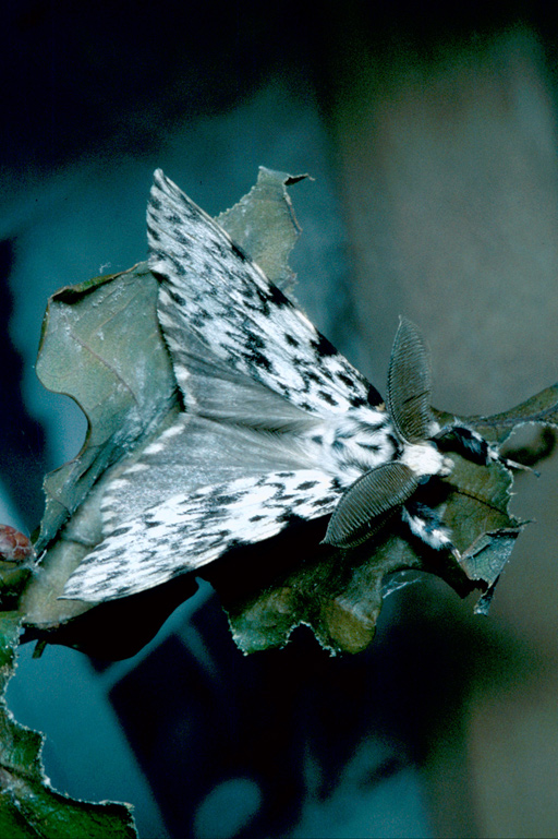 nun moth (Lymantria monacha)