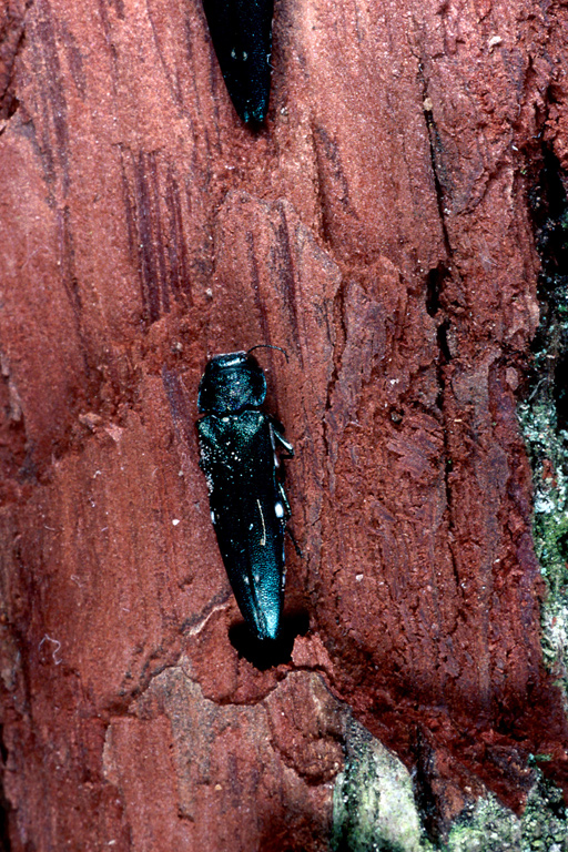 oak splendour beetle (Agrilus biguttatus)