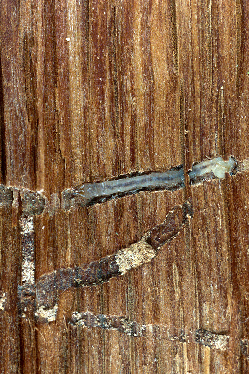 oak splendour beetle (Agrilus biguttatus (Fabricius, 1776))