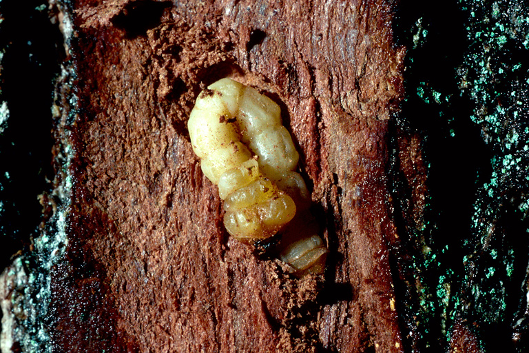 oak splendour beetle (Agrilus biguttatus)