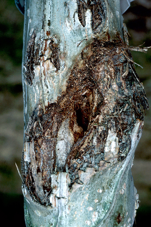 poplar borer (Saperda carcharias (Linnaeus, 1758))