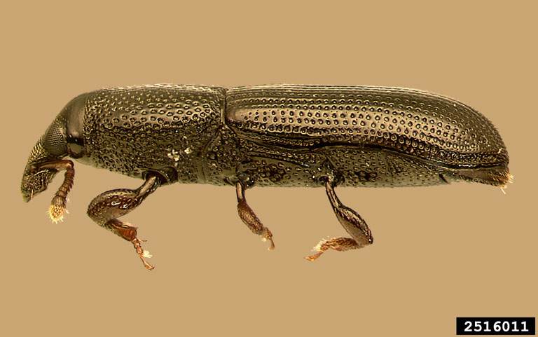 weevil (Cossonus corticola Say, 1831)