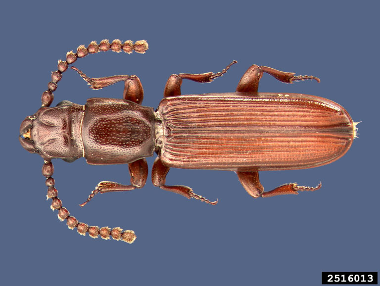 parasitic flat bark beetle (Catogenus rufus)