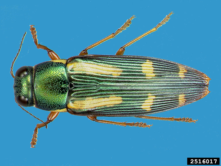 red-legged buprestis, Buprestis rufipes (Coleoptera: Buprestidae) - 2516017