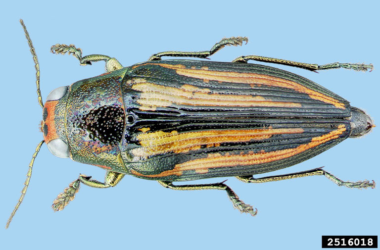 lined Buprestis beetle (Buprestis lineata)