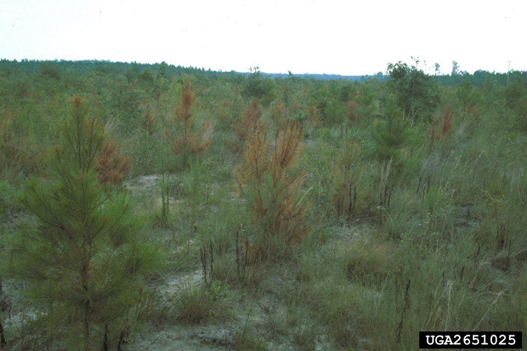 ripping/furrowing/bedding