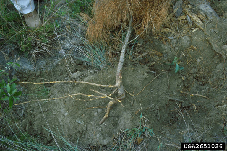 ripping/furrowing/bedding