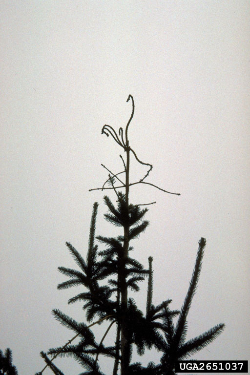 white pine weevil (Pissodes strobi (Peck, 1817))