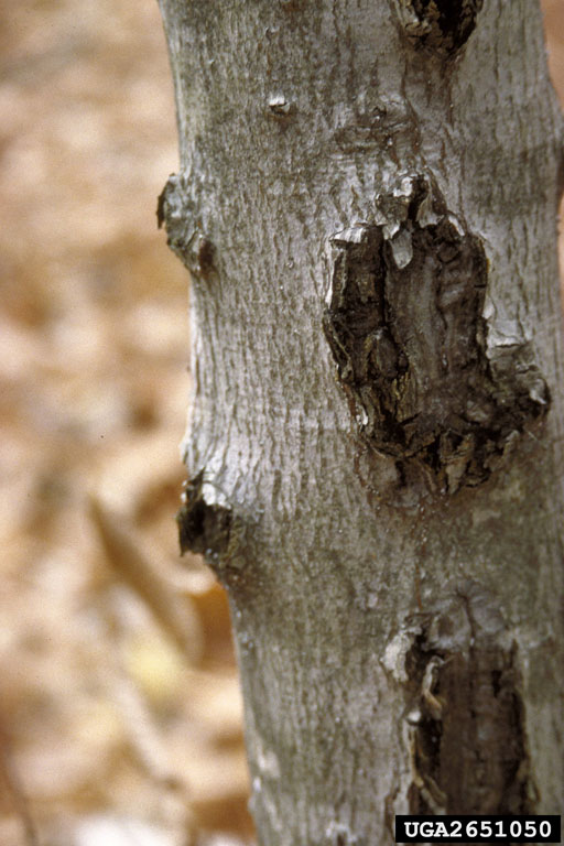 beech bark disease (Neonectria faginata (M.L. Lohman, A.M.J. Watson ...