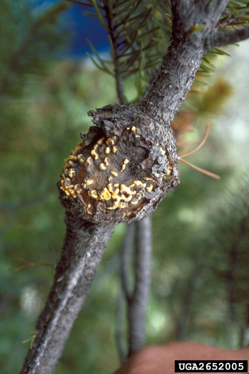 western gall rust (Endocronartium harknessii)