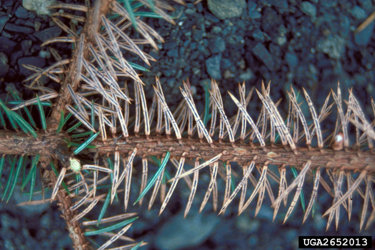 spruce needle cast/blight (Lirula macrospora)