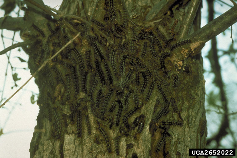 spongy moth (formerly gypsy moth) (Lymantria dispar)