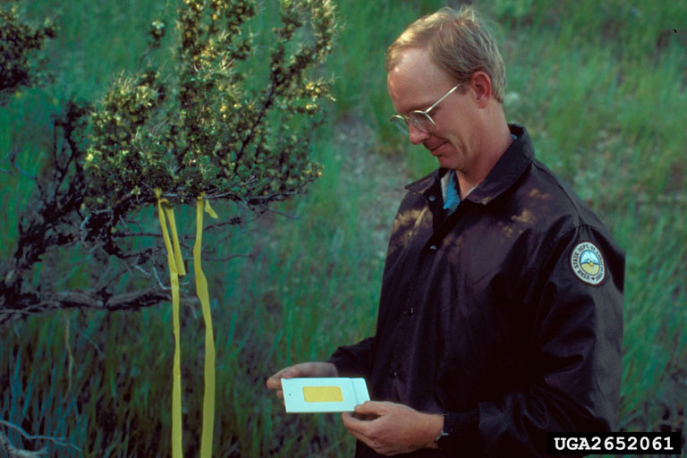 spongy moth (formerly gypsy moth) (Lymantria dispar (Linnaeus))
