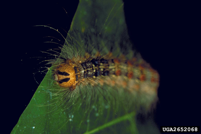 spongy moth (formerly gypsy moth), Lymantria dispar (Lepidoptera ...