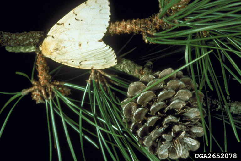spongy moth (formerly gypsy moth) (Lymantria dispar)