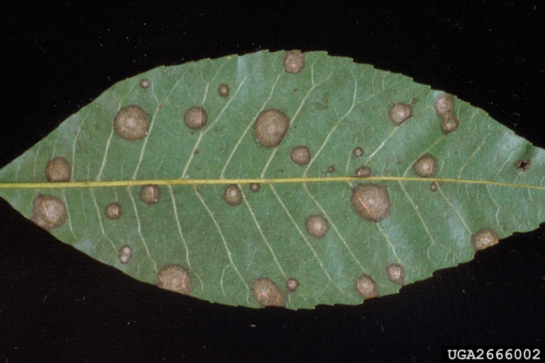 zonate leaf spot (Grovesinia pyramidalis M.N. Cline, J.L. Crane & S.D ...