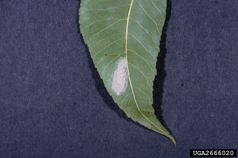 fall webworm (Hyphantria cunea)
