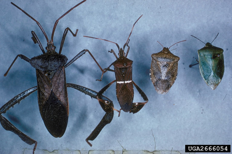 aphids, leafhoppers, planthoppers, scale insects, true bugs and allies ...