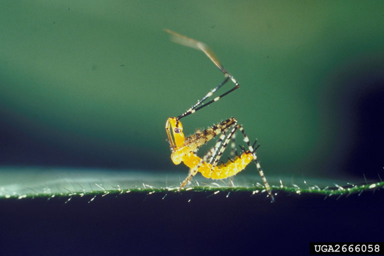 assassin bugs (Genus Zelus Fabricus, 1803)