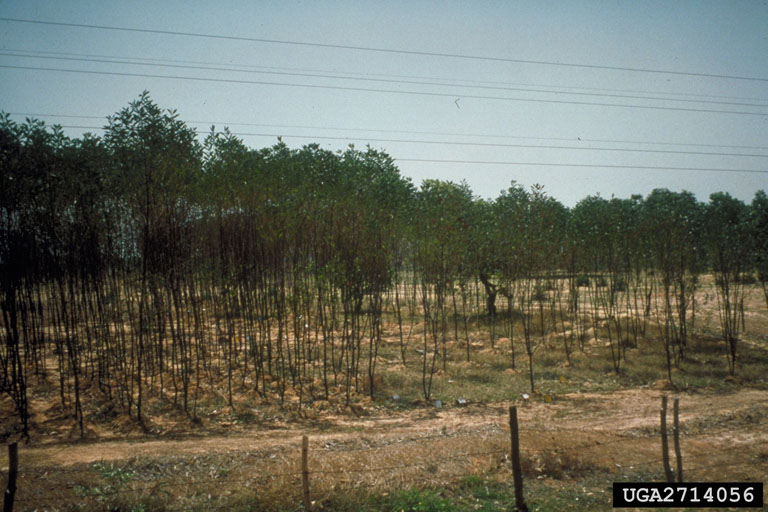 acacia (Genus Acacia P. Mill.)