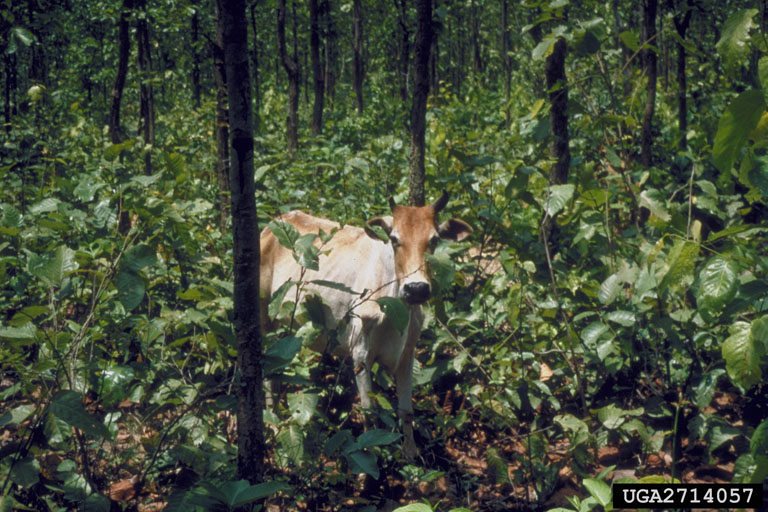 cattle (Genus Bos Linnaeus, 1758)