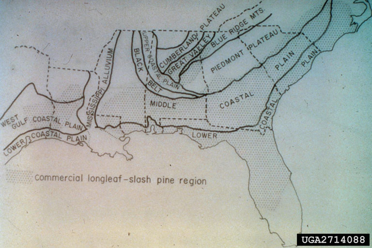 longleaf pine (Pinus palustris)
