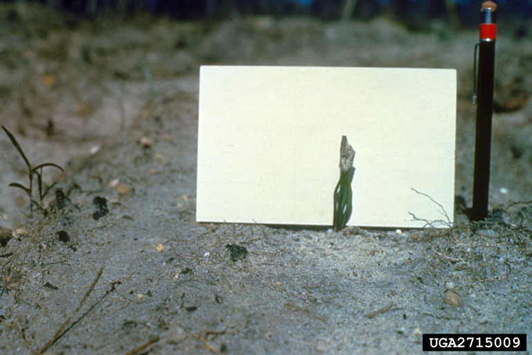 longleaf pine (Pinus palustris)