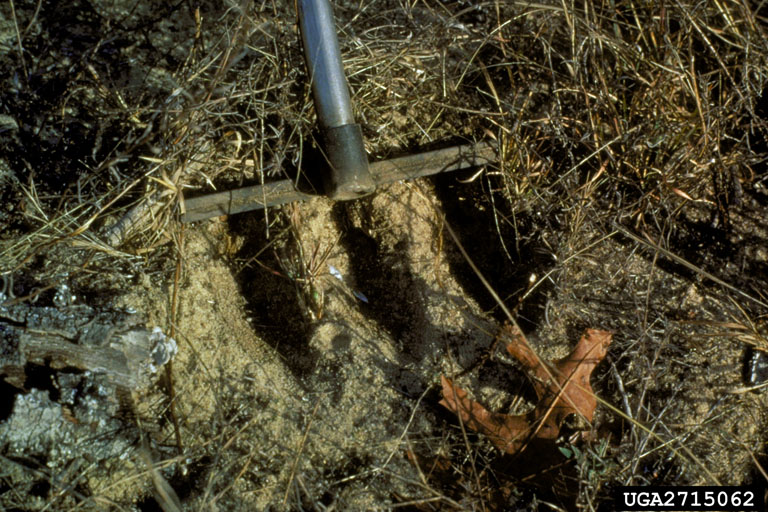 longleaf pine (Pinus palustris)