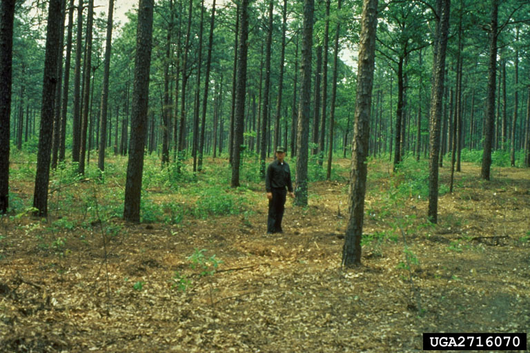 longleaf pine (Pinus palustris)