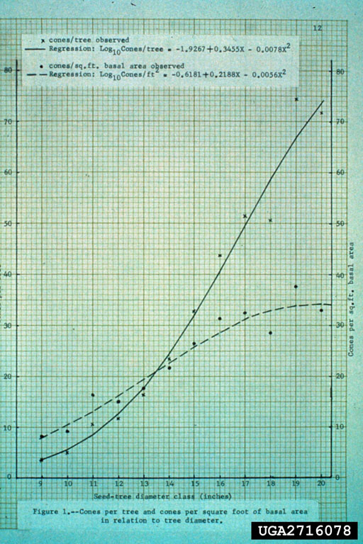 longleaf pine (Pinus palustris)