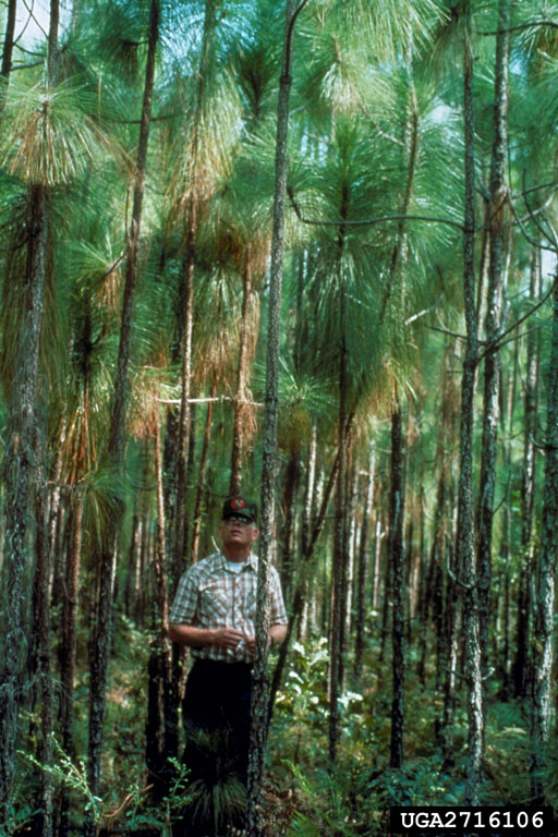 longleaf pine (Pinus palustris P. Mill.)