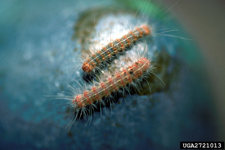 fall webworm (Hyphantria cunea)
