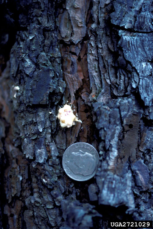 Ips engraver beetles (Genus Ips)