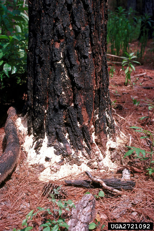 pinhole borer (Genus Platypus)