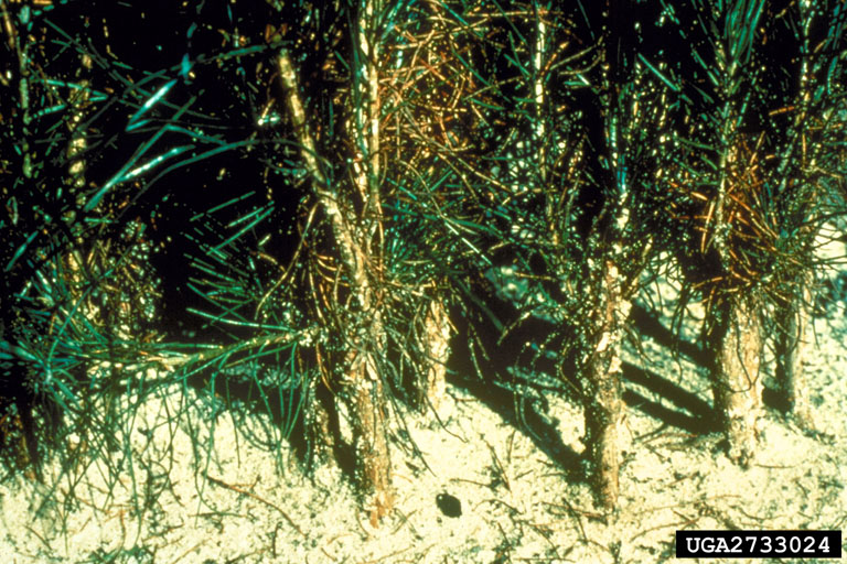 fusiform rust (Cronartium quercuum f.sp. fusiforme)