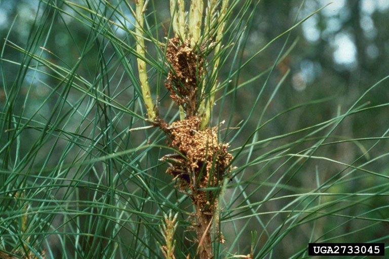 Pine Tree Worm Infestation