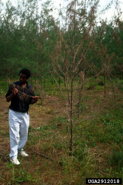 pineapple mealybug (Dysmicoccus brevipes)