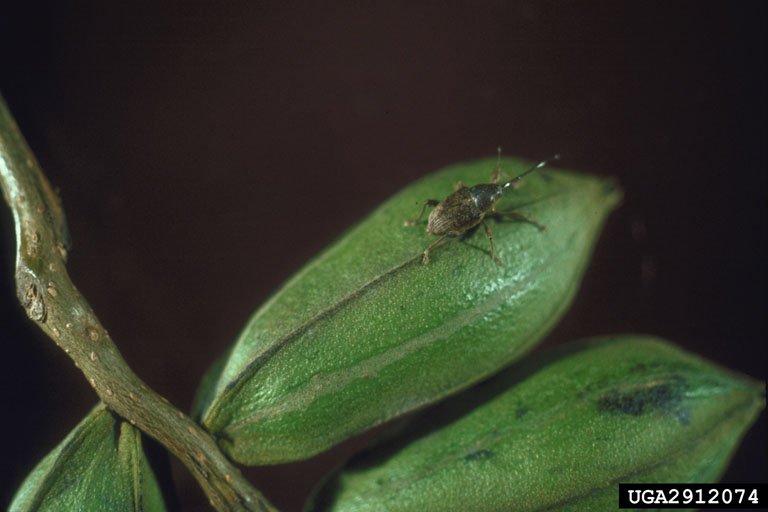 pecan weevil (Curculio caryae)