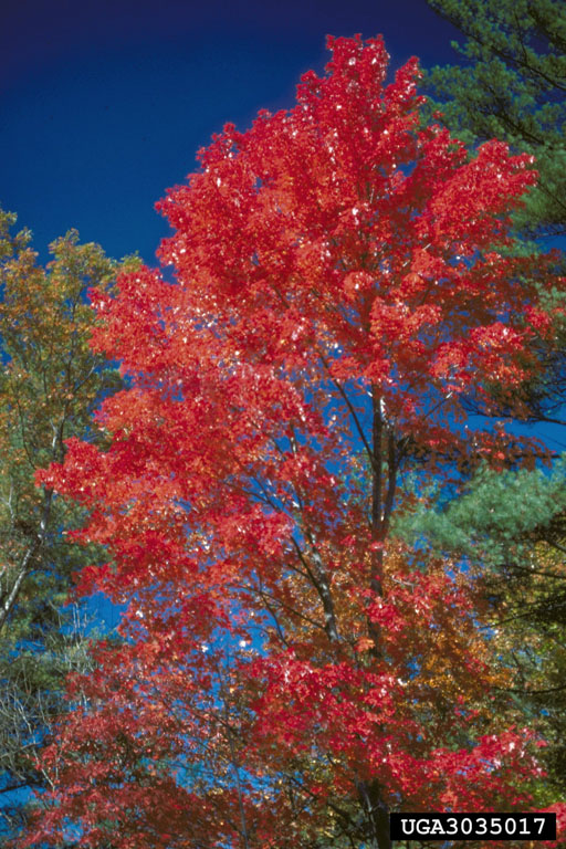 red maple (Acer rubrum L.)