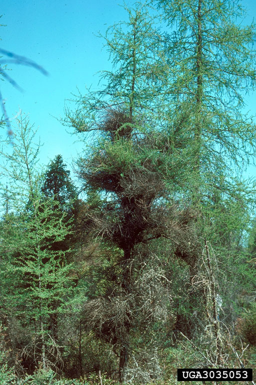 larch dwarf mistletoe (Arceuthobium laricis (Piper) St. John)