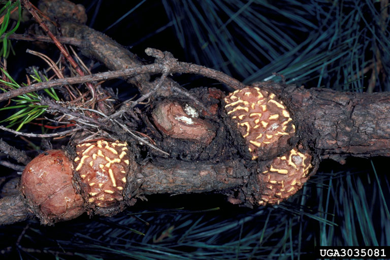 fusiform rust (Cronartium quercuum f.sp. fusiforme (Hedgc. & N. Hunt ...