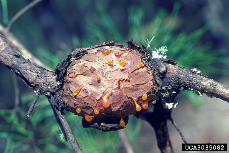 eastern pine gall rust (Cronartium quercuum)