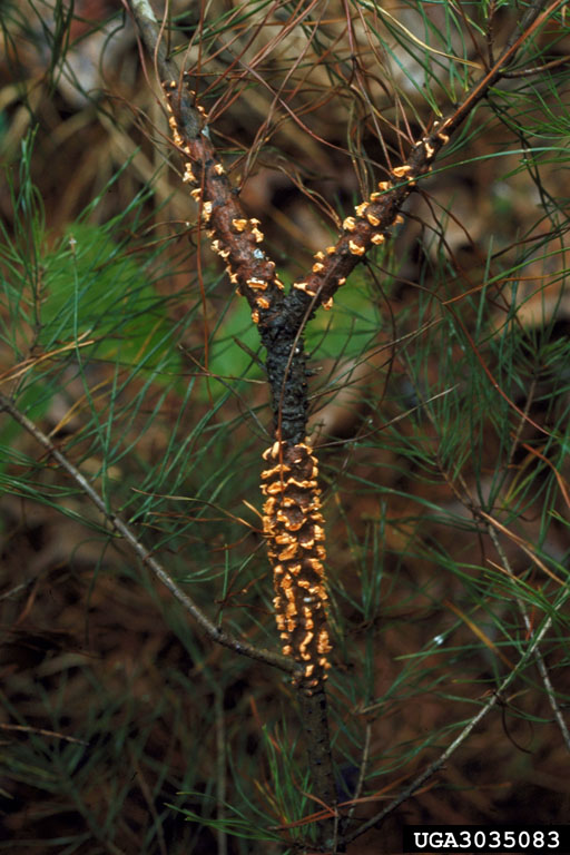 comandra blister rust (Cronartium comandrae)