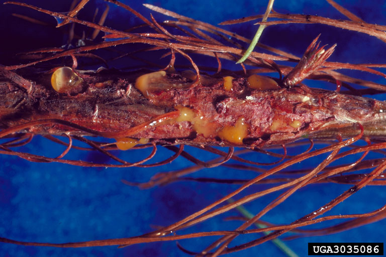 fusiform rust (Cronartium quercuum f.sp. fusiforme (Hedgc. & N. Hunt ...