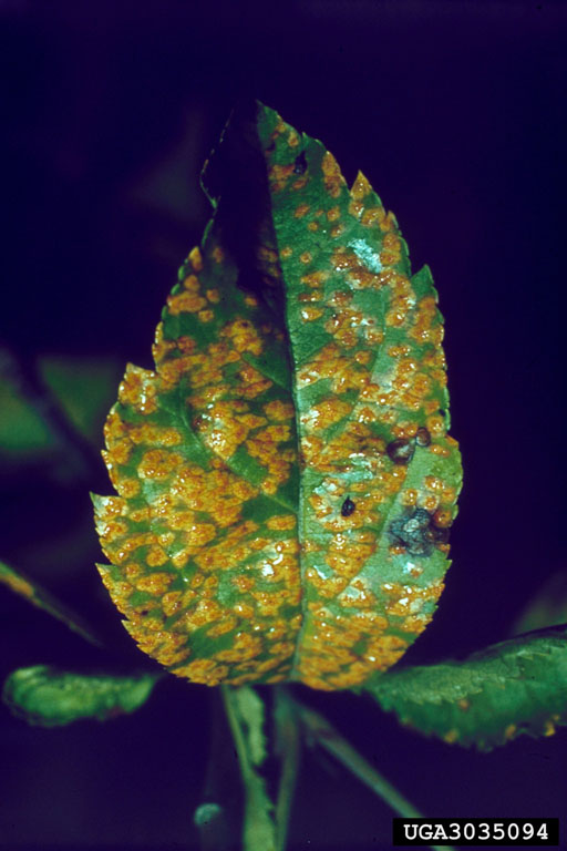 American hawthorn rust (Gymnosporangium globosum)