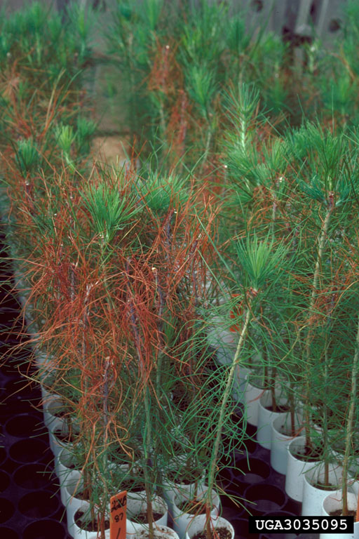 pitch canker (Fusarium subglutinans)