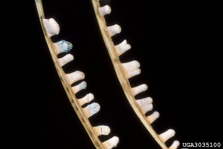 pine needle rust (Coleosporium asterum)