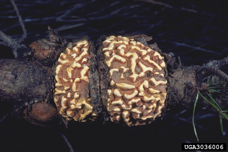 eastern pine gall rust (Cronartium quercuum)